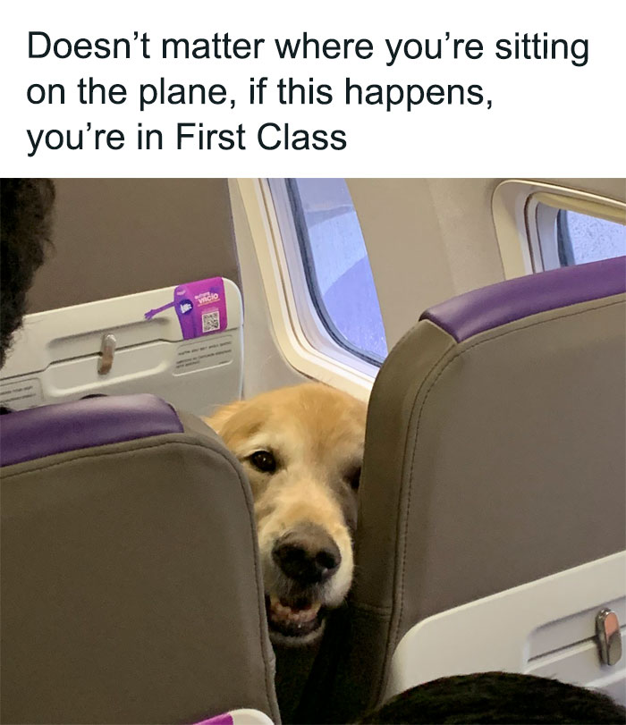 20 Hilarious Animal Memes As Shared On This Facebook Page DeMilked 20 Hilarious Animal Memes As Shared On This Facebook Page DeMilked
