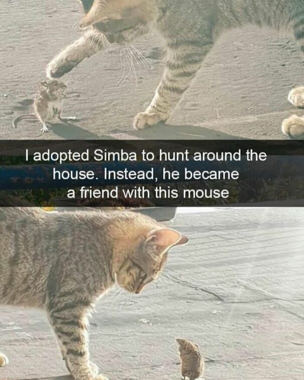 20 Hilarious Animal Memes, As Shared On This Facebook Page | DeMilked