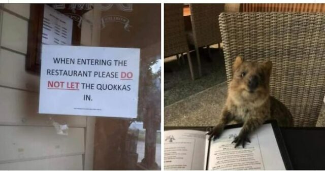 20 Hilarious Animal Memes, As Shared On This Facebook Page | DeMilked