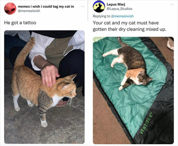 20 Hilarious Animal Memes, As Shared On This Facebook Page | DeMilked