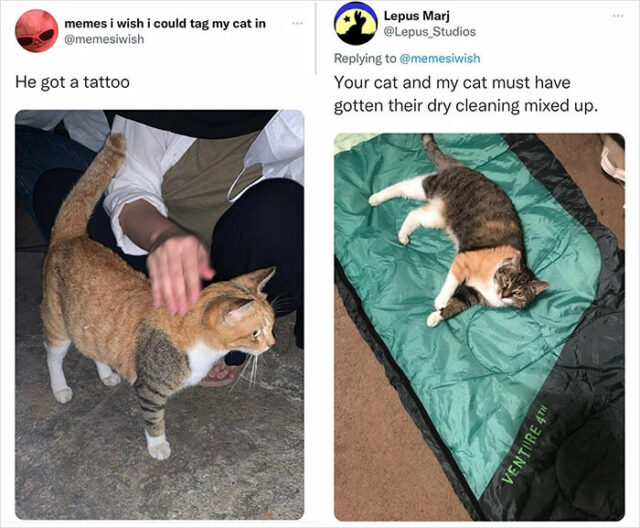 20 Hilarious Animal Memes, As Shared On This Facebook Page | DeMilked