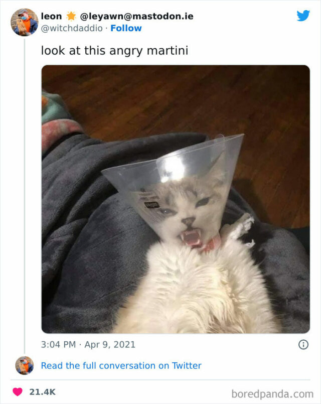 20 Hilarious Animal Memes, As Shared On This Facebook Page | DeMilked