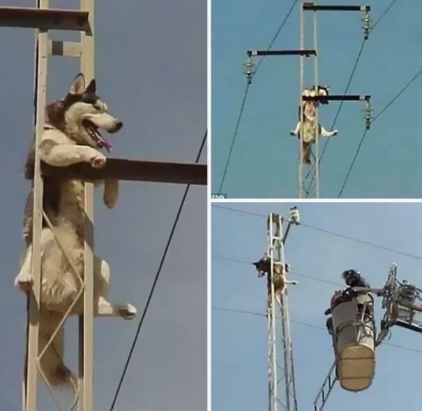 30 Random Moments Captured When Animals Were Found At Unexpected Places ...