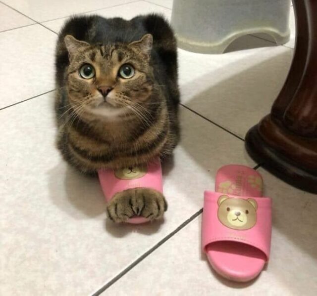 30 Random Moments Captured When Animals Were Found At Unexpected Places ...