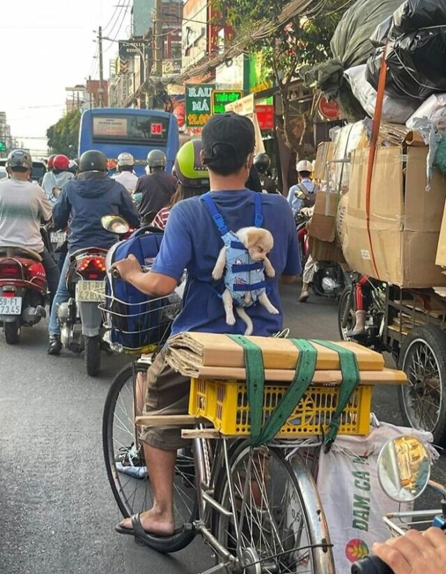 30 Random Moments Captured When Animals Were Found At Unexpected Places ...