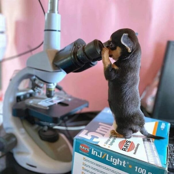 30 Random Moments Captured When Animals Were Found At Unexpected Places ...