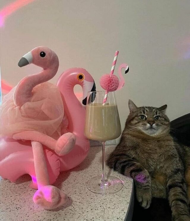 30 Random Moments Captured When Animals Were Found At Unexpected Places ...