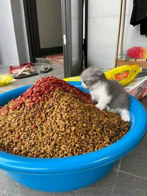 30 Random Moments Captured When Animals Were Found At Unexpected Places ...
