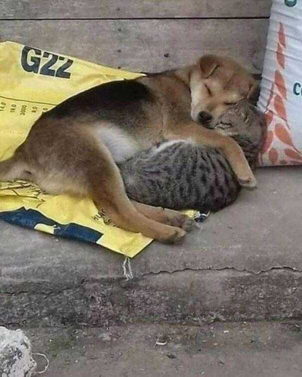 30 Random Moments Captured When Animals Were Found At Unexpected Places ...