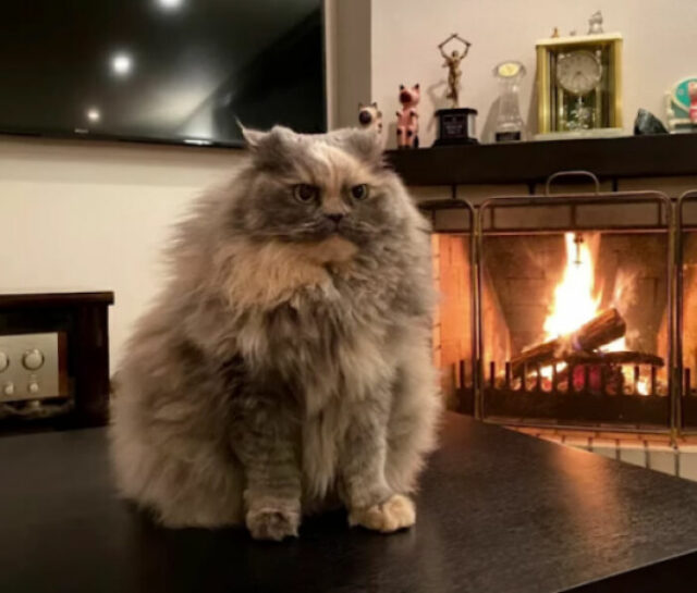 30 New Pics Of Mind-Blowing "Absolute Units" Spotted By People In This ...