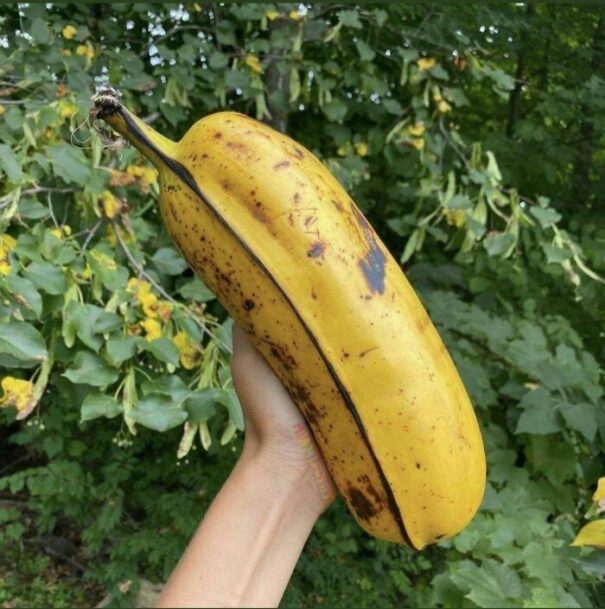30 New Pics Of Mind-Blowing "Absolute Units" Spotted By People In This ...