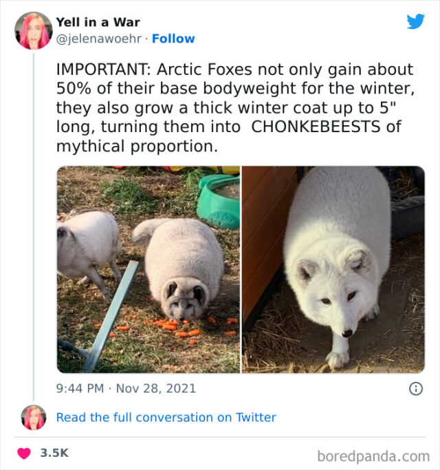 30 New Pics Of Mind-Blowing "Absolute Units" Spotted By People In This ...