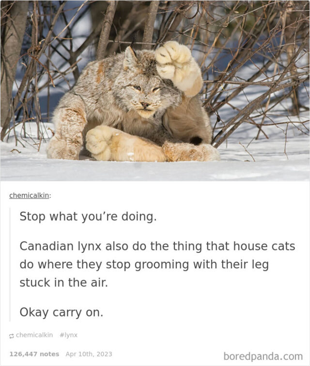 30 New Pics Of Mind-Blowing "Absolute Units" Spotted By People In This ...