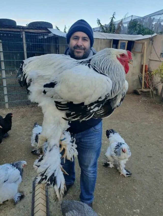 30 New Pics Of Mind-Blowing "Absolute Units" Spotted By People In This ...