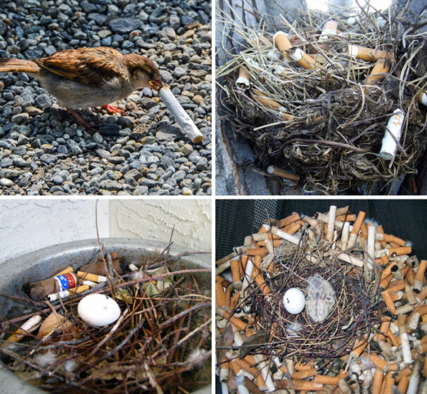 30 Birds Who Built Nests In The Most Unlikely Spots | DeMilked