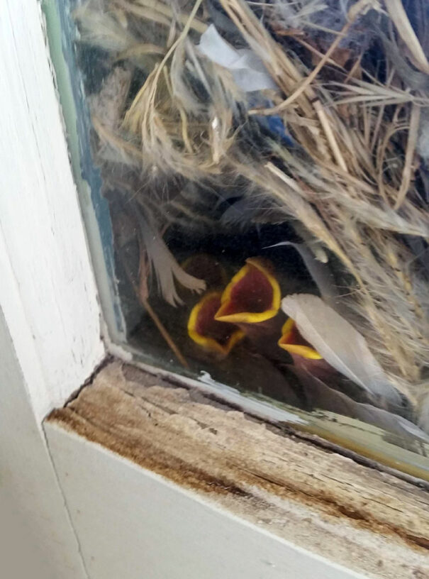 30 Birds Who Built Nests In The Most Unlikely Spots | DeMilked