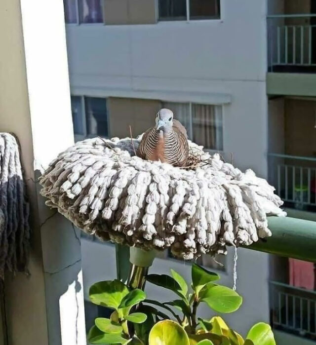 30 Birds Who Built Nests In The Most Unlikely Spots | DeMilked