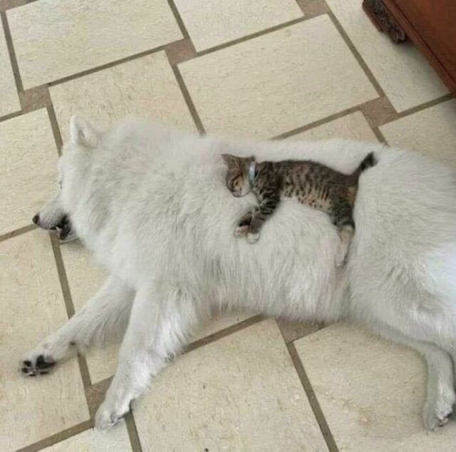 30 Adorable Moments Captured of Cats That Will Melt Your Heart | DeMilked
