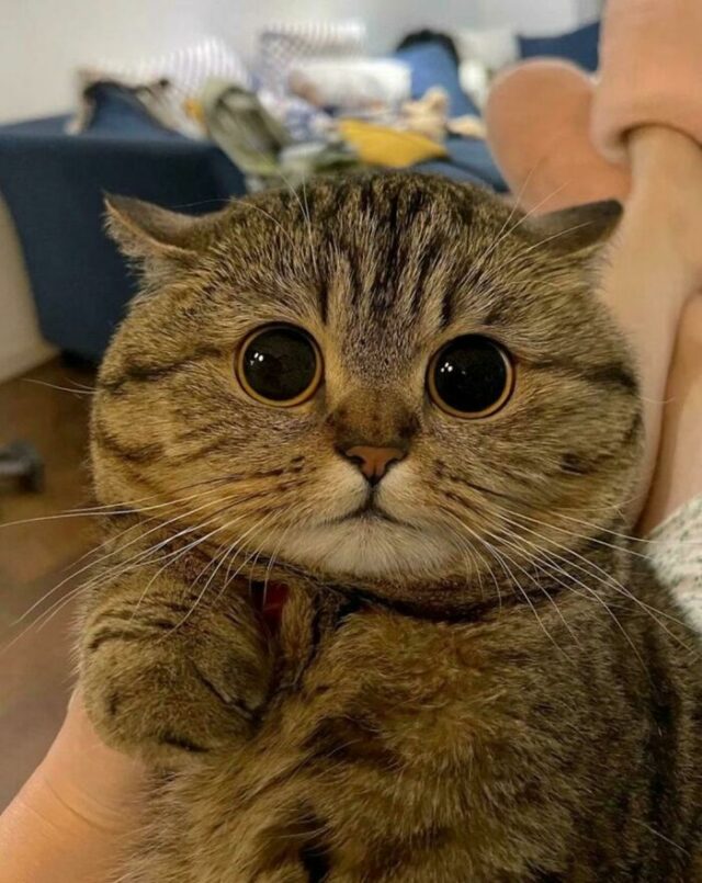 30 Adorable Moments Captured of Cats That Will Melt Your Heart | DeMilked