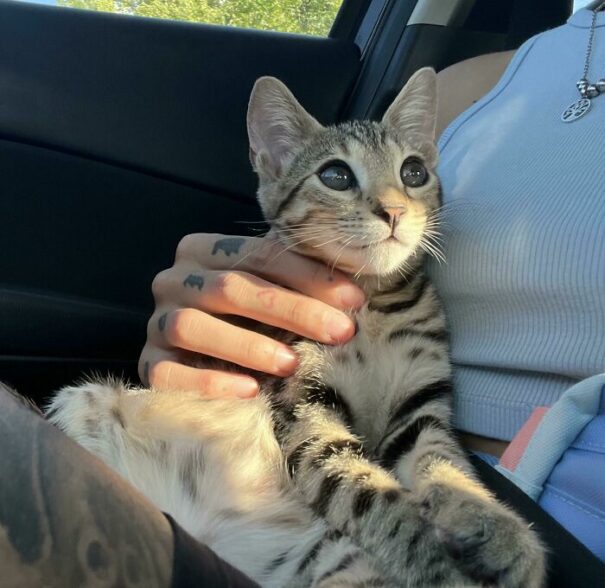 30 Adorable Moments Captured of Cats That Will Melt Your Heart | DeMilked