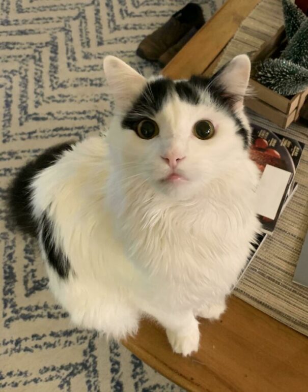 30 Adorable Moments Captured of Cats That Will Melt Your Heart | DeMilked