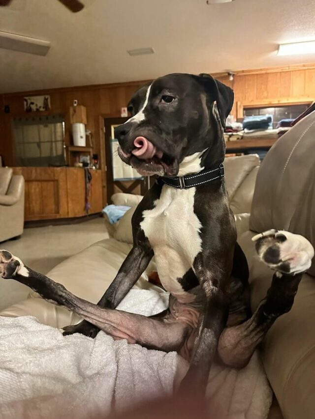 “What’s Wrong With Your Dog?”: 25 Pics Of Dogs Being Silly And Goofy ...