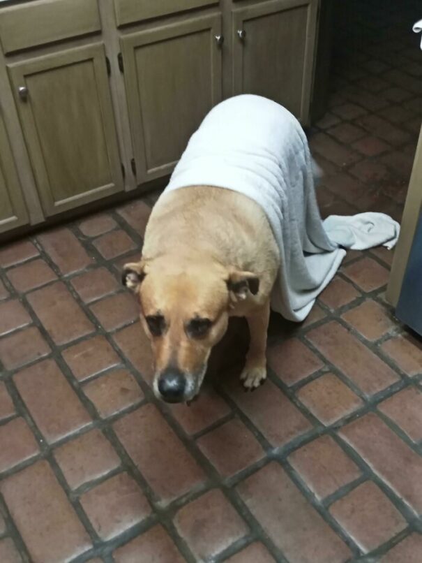 “What’s Wrong With Your Dog?”: 25 Pics Of Dogs Being Silly And Goofy ...