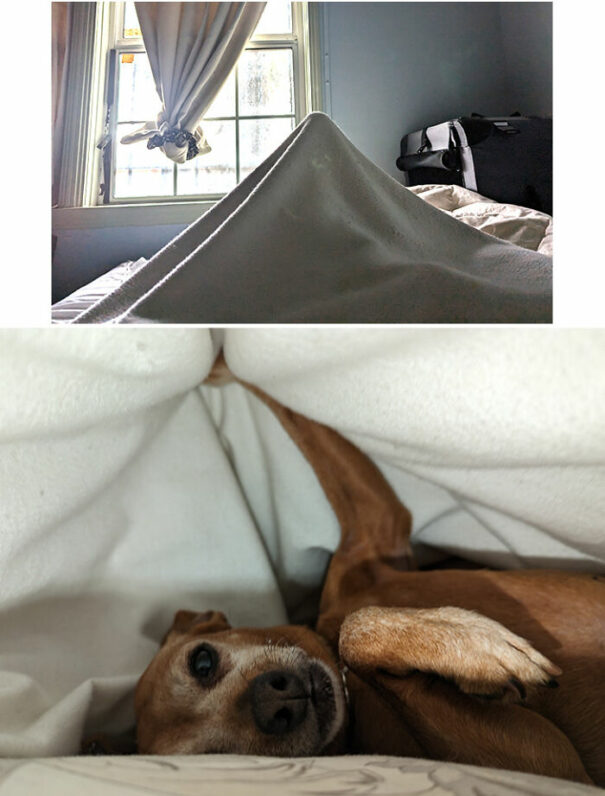 “What’s Wrong With Your Dog?”: 25 Pics Of Dogs Being Silly And Goofy ...