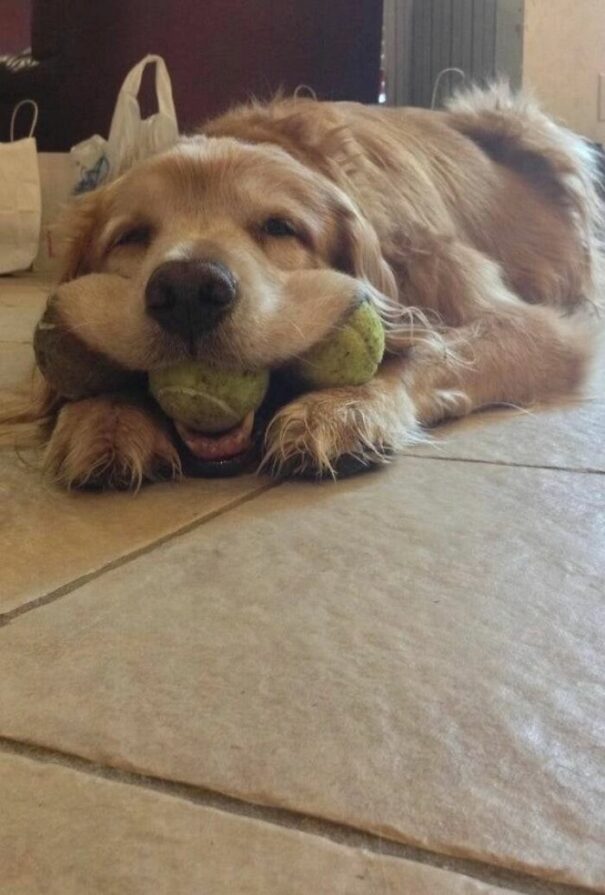 “What’s Wrong With Your Dog?”: 25 Pics Of Dogs Being Silly And Goofy ...