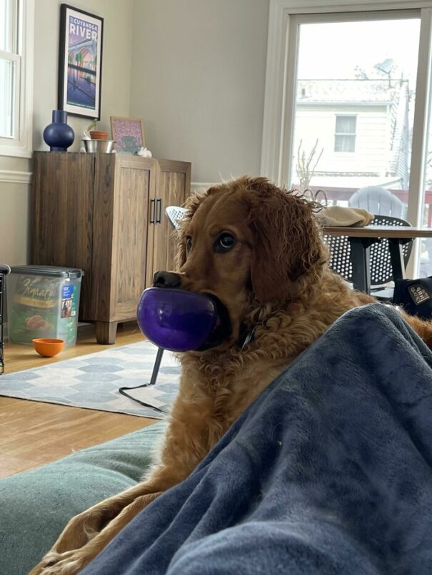 “What’s Wrong With Your Dog?”: 25 Pics Of Dogs Being Silly And Goofy ...