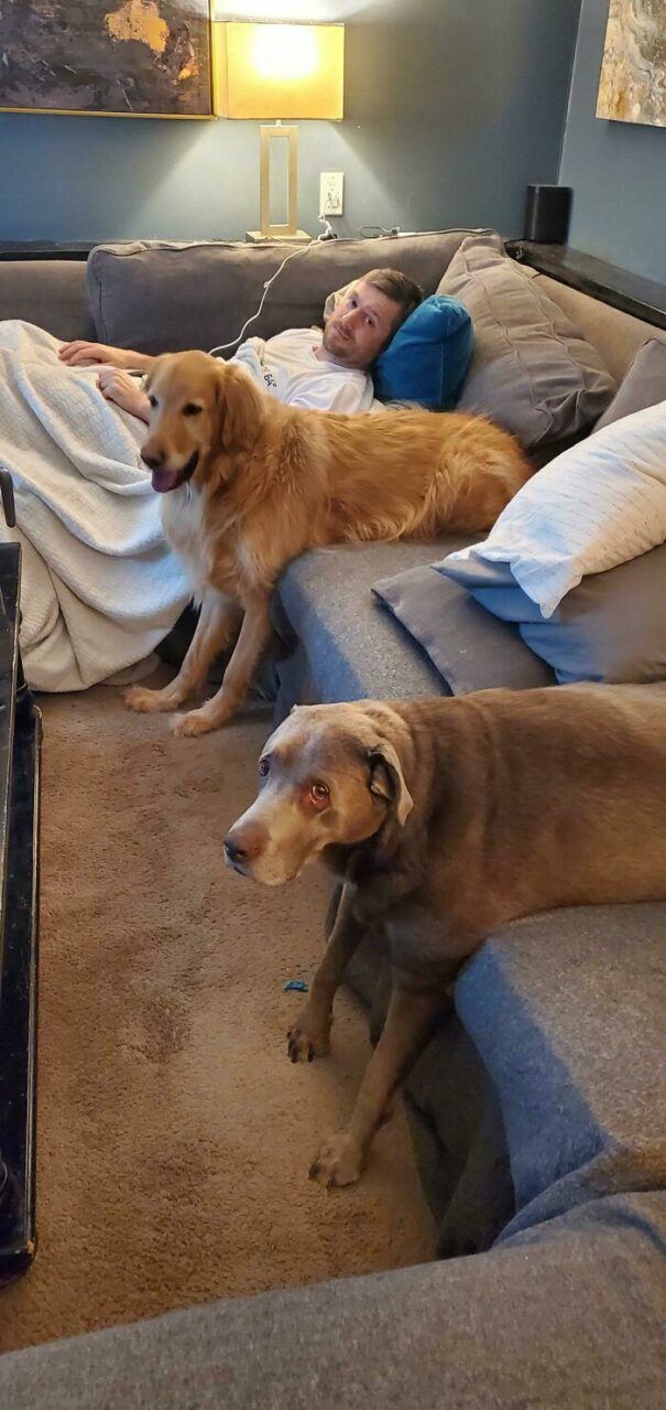 “What’s Wrong With Your Dog?”: 25 Pics Of Dogs Being Silly And Goofy ...