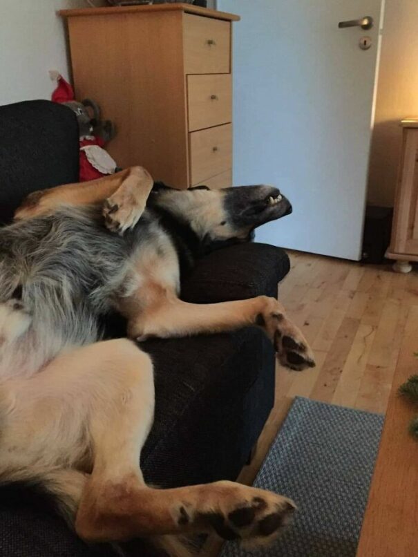 “What’s Wrong With Your Dog?”: 25 Pics Of Dogs Being Silly And Goofy ...