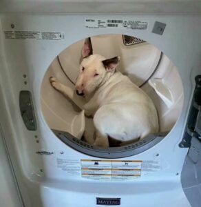 “What’s Wrong With Your Dog?”: 25 Pics Of Dogs Being Silly And Goofy ...