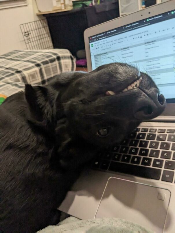 “What’s Wrong With Your Dog?”: 25 Pics Of Dogs Being Silly And Goofy ...