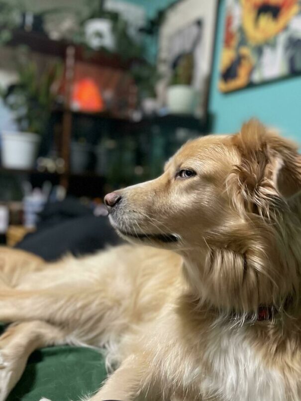 “What’s Wrong With Your Dog?”: 25 Pics Of Dogs Being Silly And Goofy ...