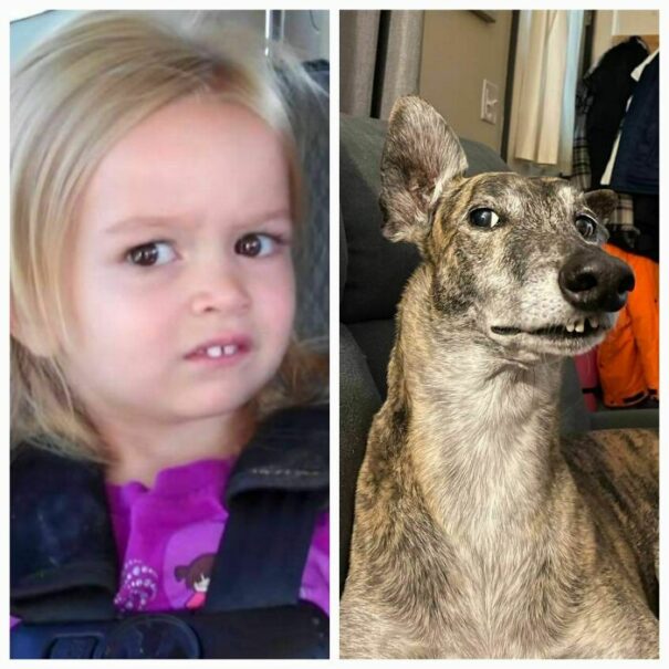 “What’s Wrong With Your Dog?”: 25 Pics Of Dogs Being Silly And Goofy ...