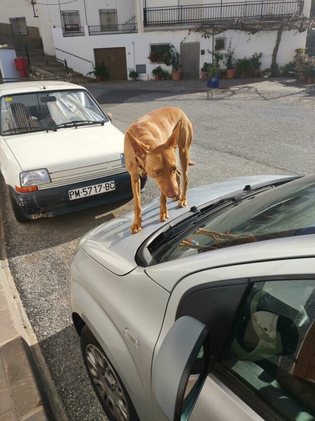 “What’s Wrong With Your Dog?”: 25 Pics Of Dogs Being Silly And Goofy ...