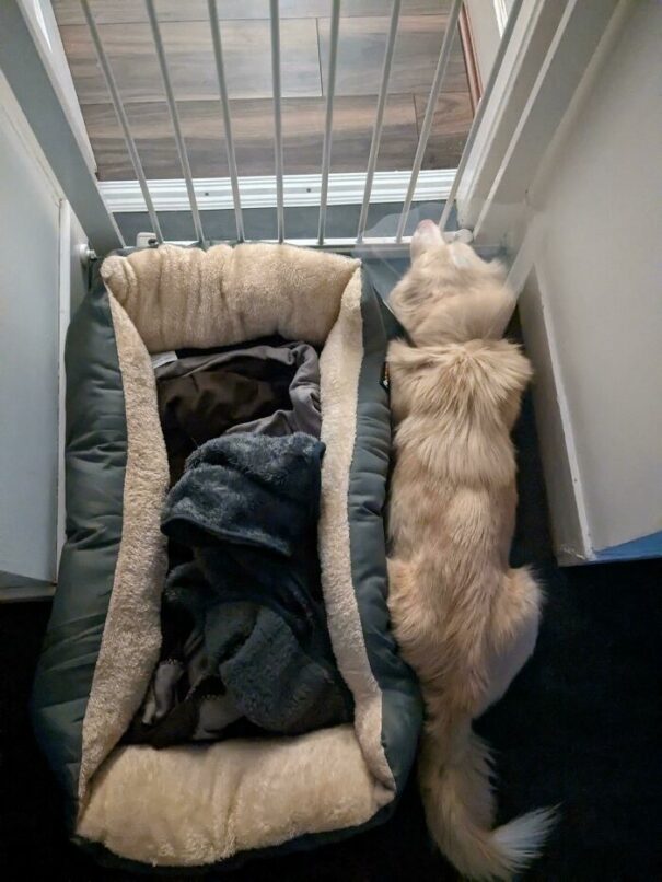 “What’s Wrong With Your Dog?”: 25 Pics Of Dogs Being Silly And Goofy ...