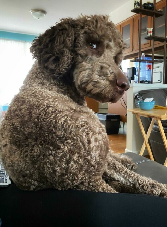 “What’s Wrong With Your Dog?”: 25 Pics Of Dogs Being Silly And Goofy ...