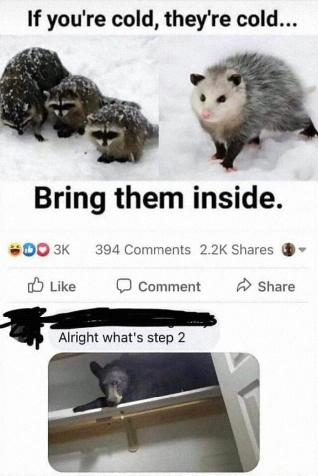 30 Adorable Animal Memes That Might Melt Your Heart And Make You Laugh ...