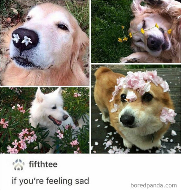 30 Adorable Animal Memes That Might Melt Your Heart And Make You Laugh ...