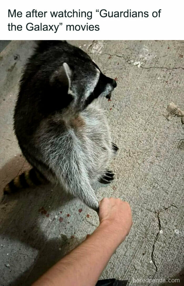 30 Adorable Animal Memes That Might Melt Your Heart And Make You Laugh ...