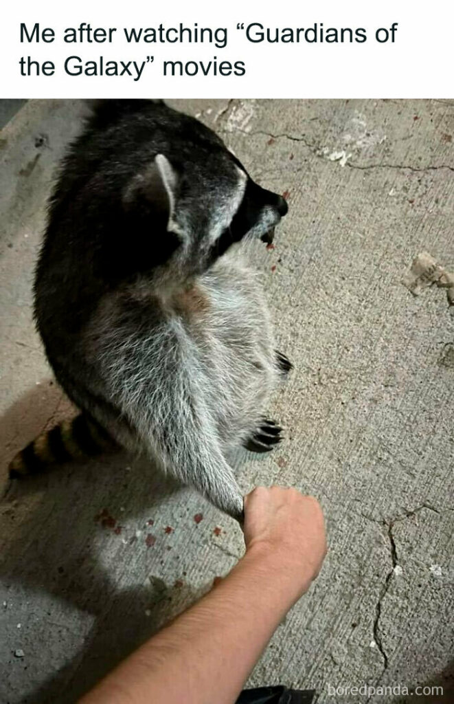 30 Adorable Animal Memes That Might Melt Your Heart And Make You Laugh ...