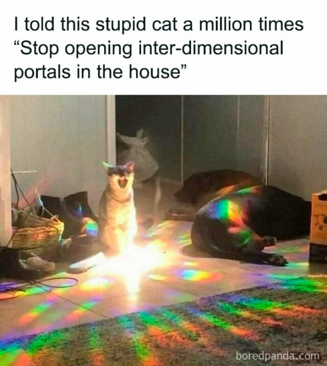 30 Adorable Animal Memes That Might Melt Your Heart And Make You Laugh ...