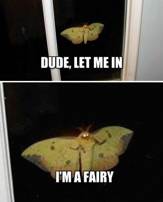 30 Adorable Animal Memes That Might Melt Your Heart And Make You Laugh ...