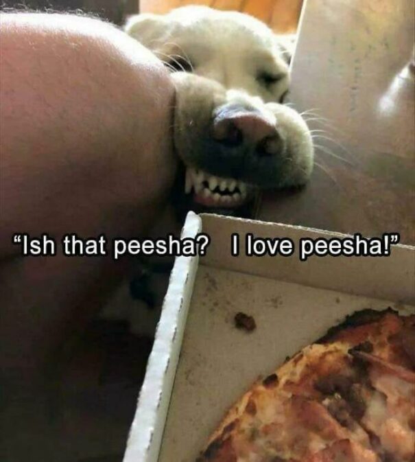 30 Adorable Animal Memes That Might Melt Your Heart And Make You Laugh ...
