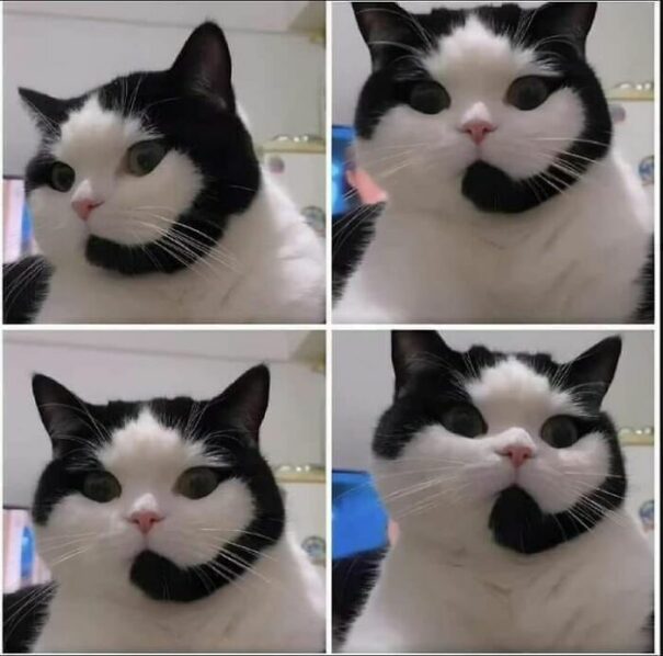 30 Adorable Animal Memes That Might Melt Your Heart And Make You Laugh ...