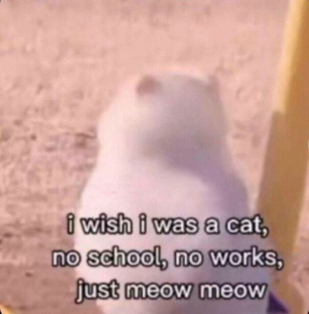 30 Adorable Animal Memes That Might Melt Your Heart And Make You Laugh ...