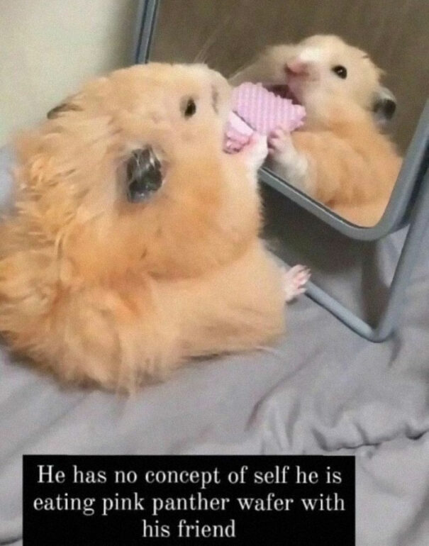 30 Adorable Animal Memes That Might Melt Your Heart And Make You Laugh ...