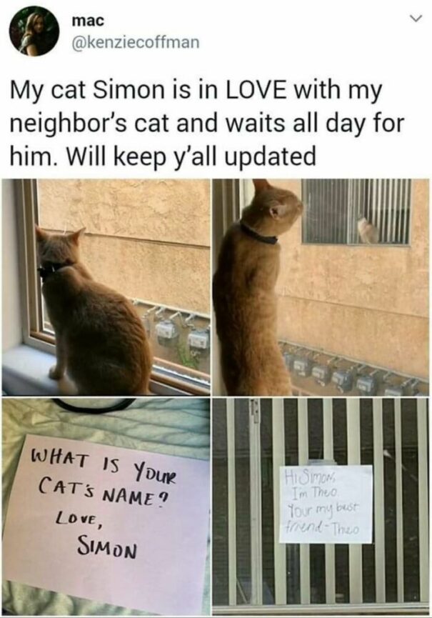 30 Adorable Animal Memes That Might Melt Your Heart And Make You Laugh ...